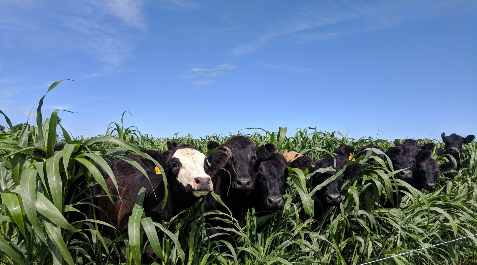 Bringing Cattle Back - Practical Farmers of Iowa