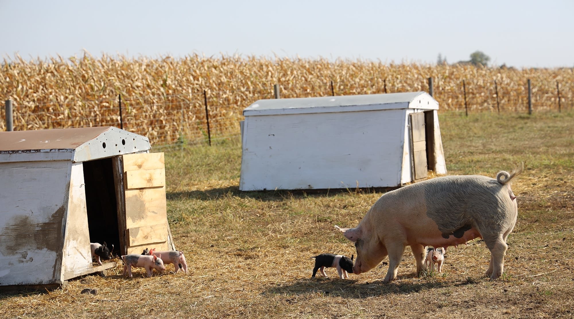 Pastured Farrowing - Practical Farmers of Iowa