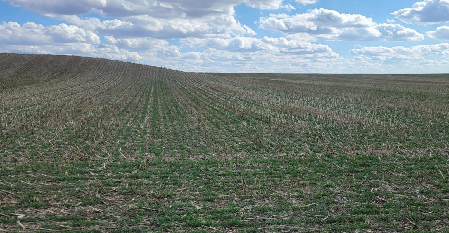 Terminating a Cereal Rye Cover Crop With Herbicide: PFI Farmers Share ...