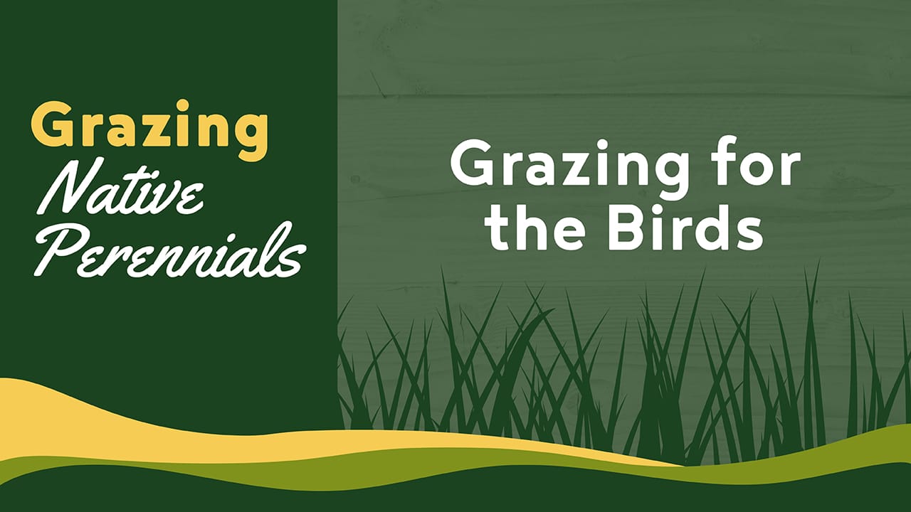 Grazing for the Birds - Grazing Native Perennials - Practical Farmers ...
