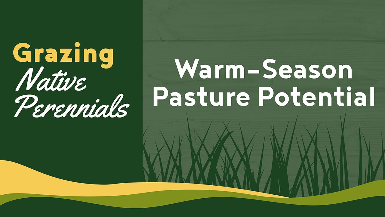 Warm-Season Pasture Potential - Grazing Native Perennials - Practical ...